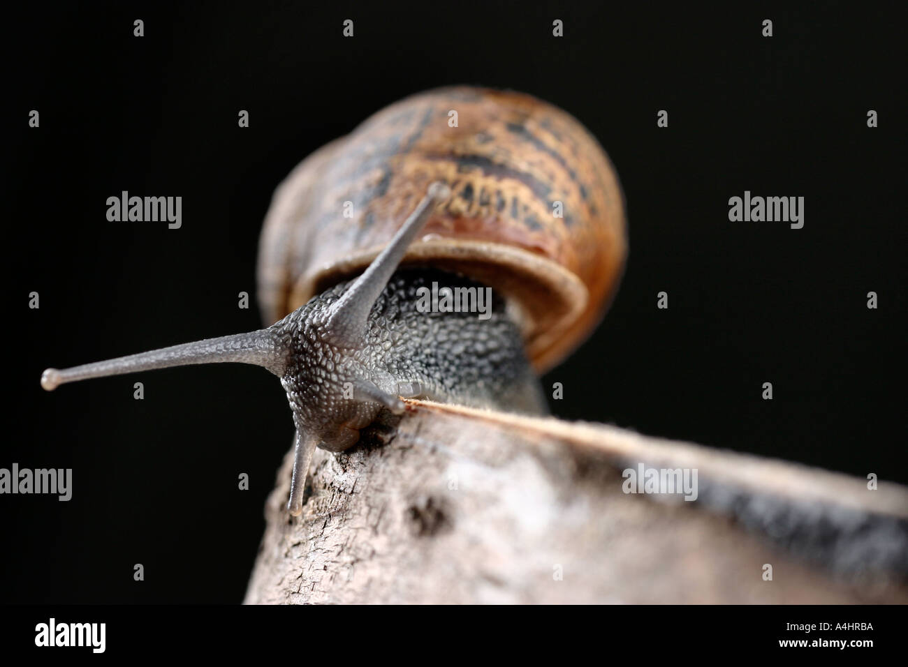 Snail slime trail hi-res stock photography and images - Alamy
