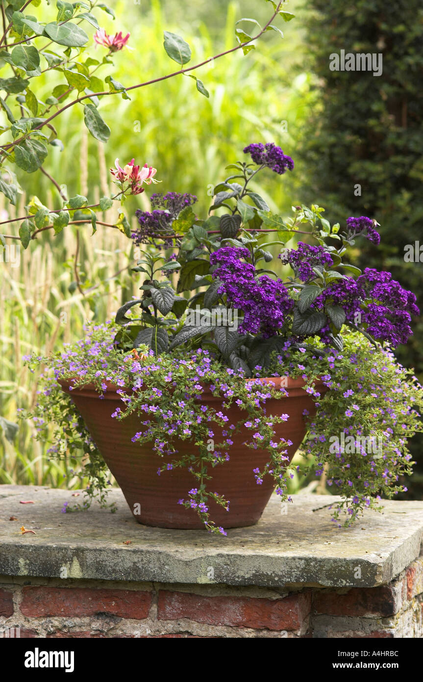 Flowering plants tumbling over side of teracotta plant pot in natural ...