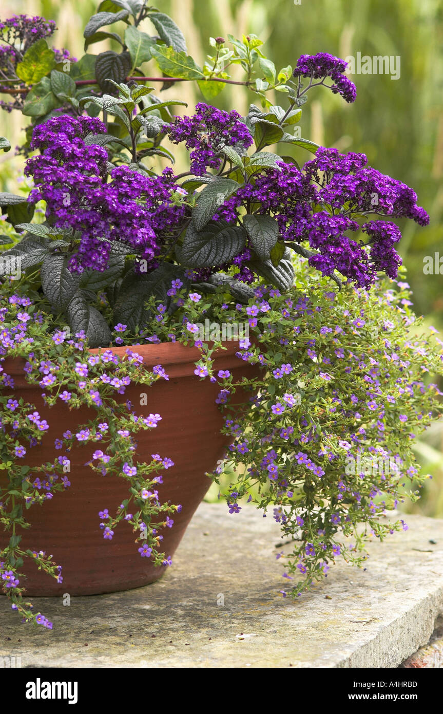 Flowering plants tumbling over side of teracotta plant pot in natural ...
