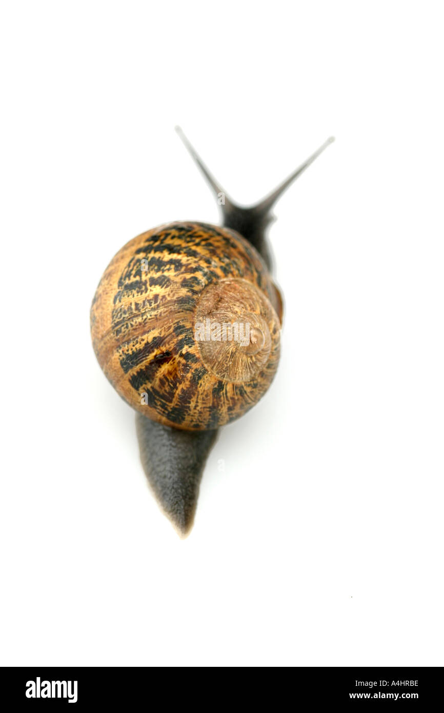 Wet snail trail hi-res stock photography and images - Alamy