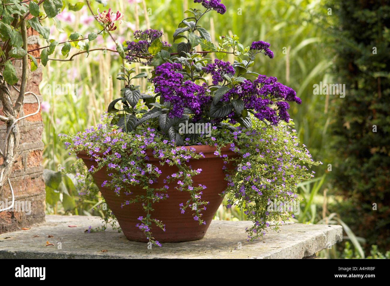 Flowering plants tumbling over side of terracotta plant pot in natural ...