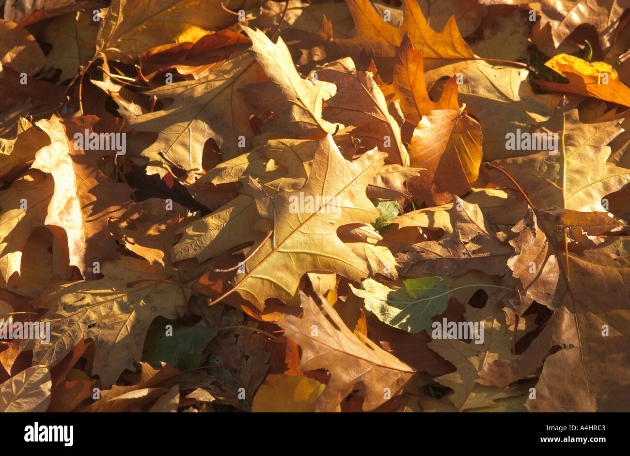 Golden Autumn leaves on ground Stock Photo - Alamy