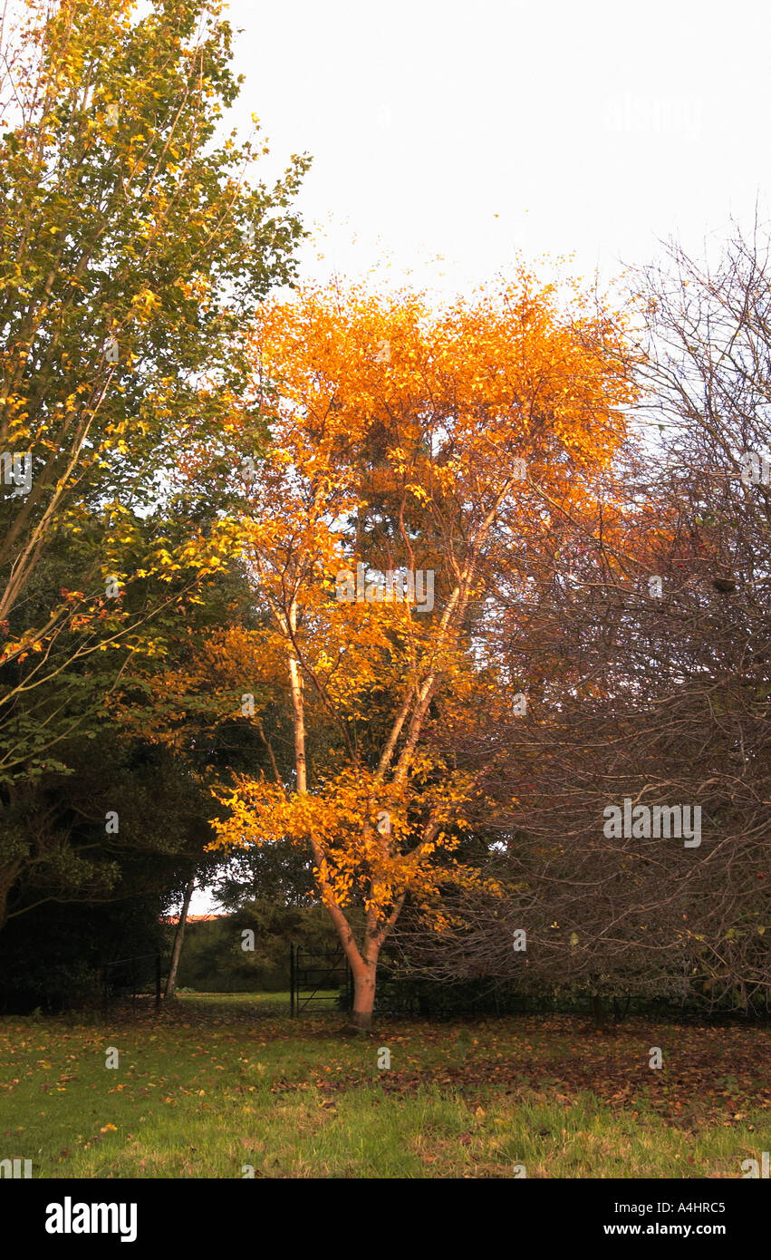 English birch hi-res stock photography and images - Alamy