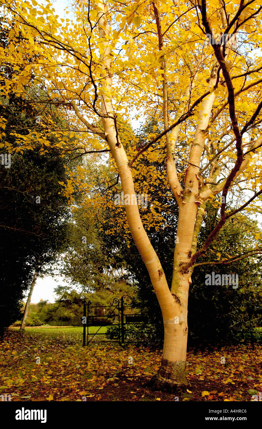 Golden autumn coloured tree in natural English British garden setting ...