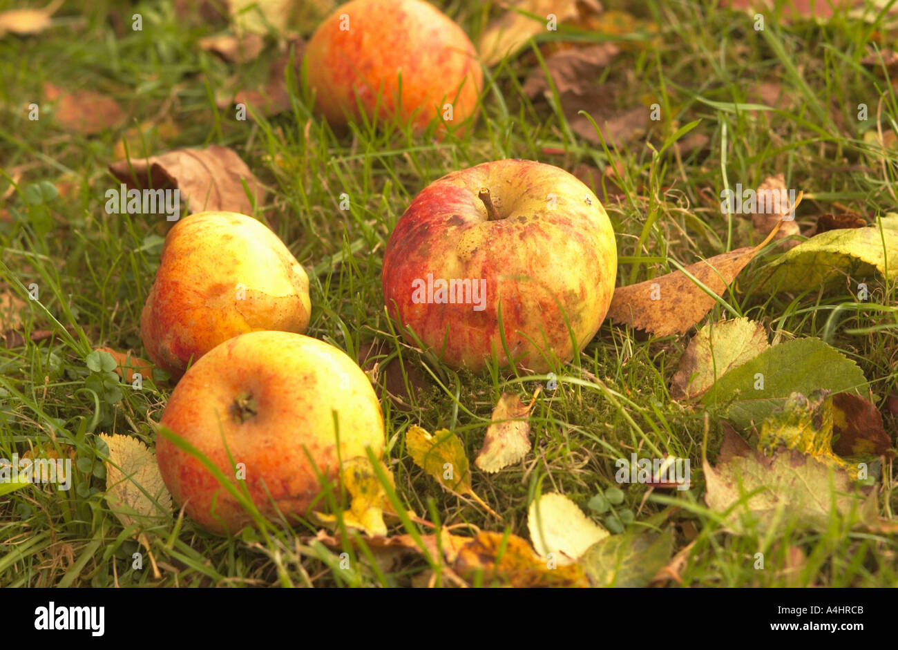 Dropped apples hi-res stock photography and images - Alamy