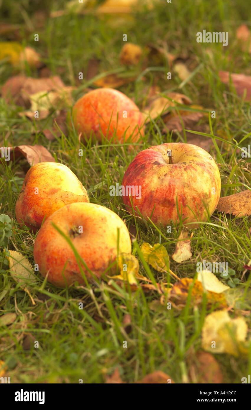 Fallen apples on lawn Stock Photo - Alamy