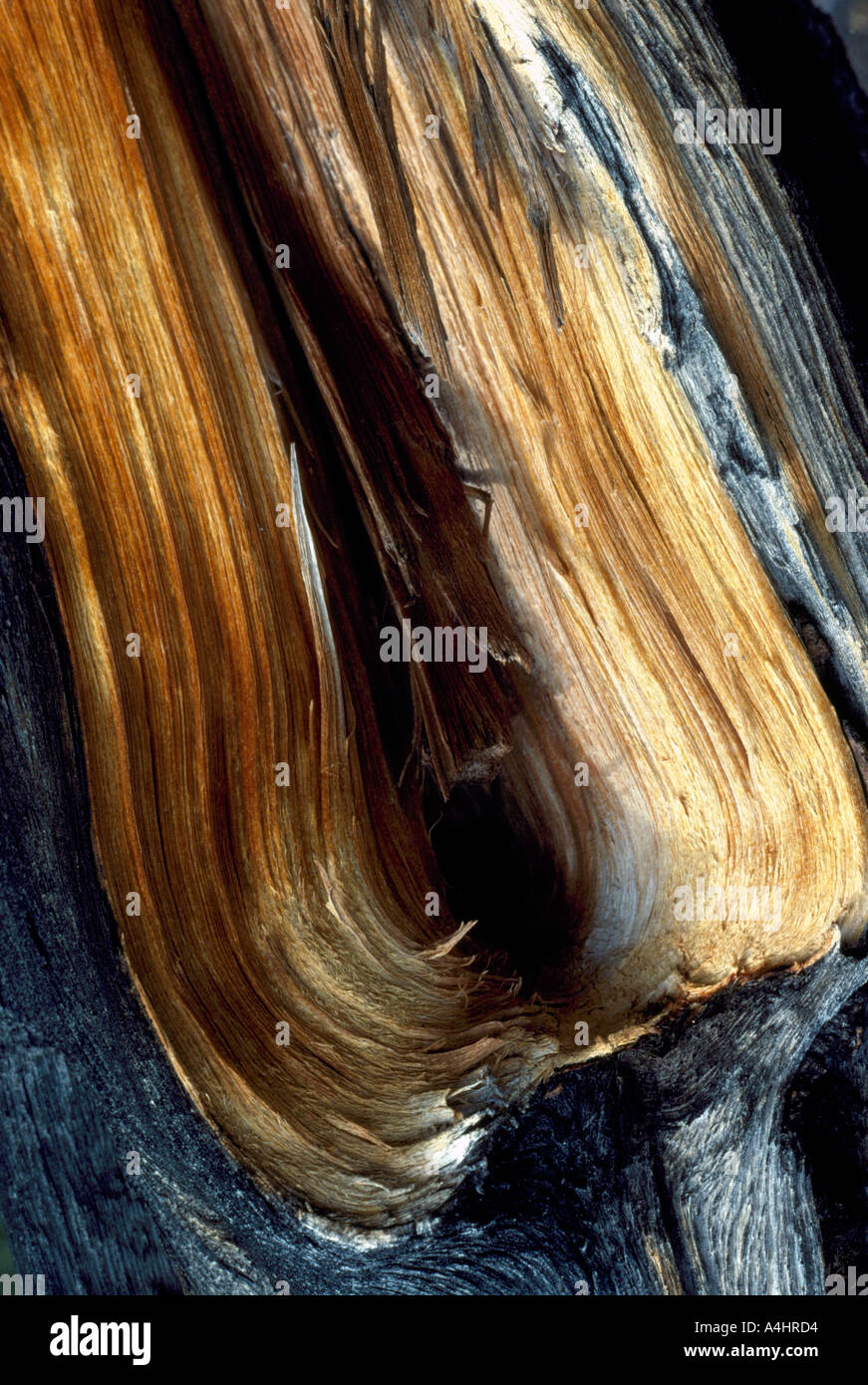 Tree mm hi-res stock photography and images - Alamy