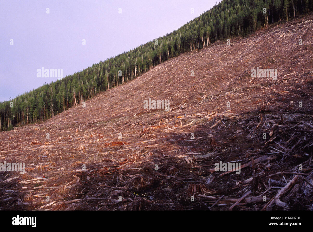 Active Logging of a Coniferous Forest in British Columbia Canada Stock ...
