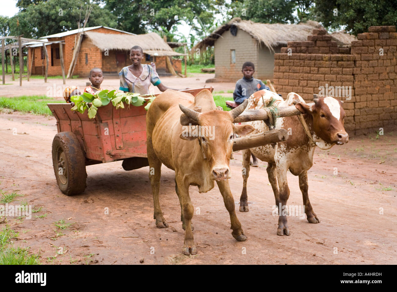 Ox carts in village hi-res stock photography and images - Alamy