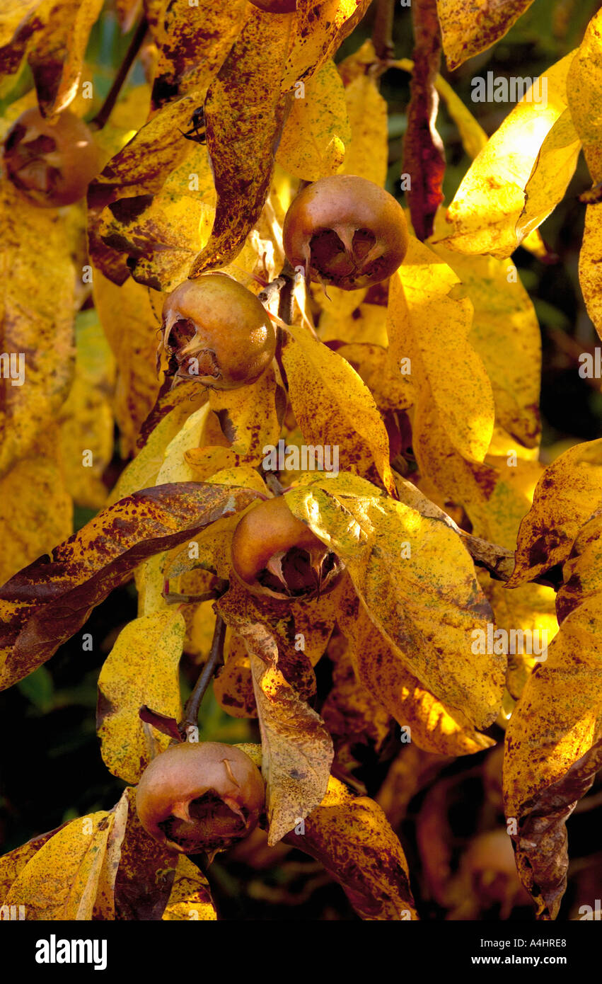 British medlar fruit hi-res stock photography and images - Alamy
