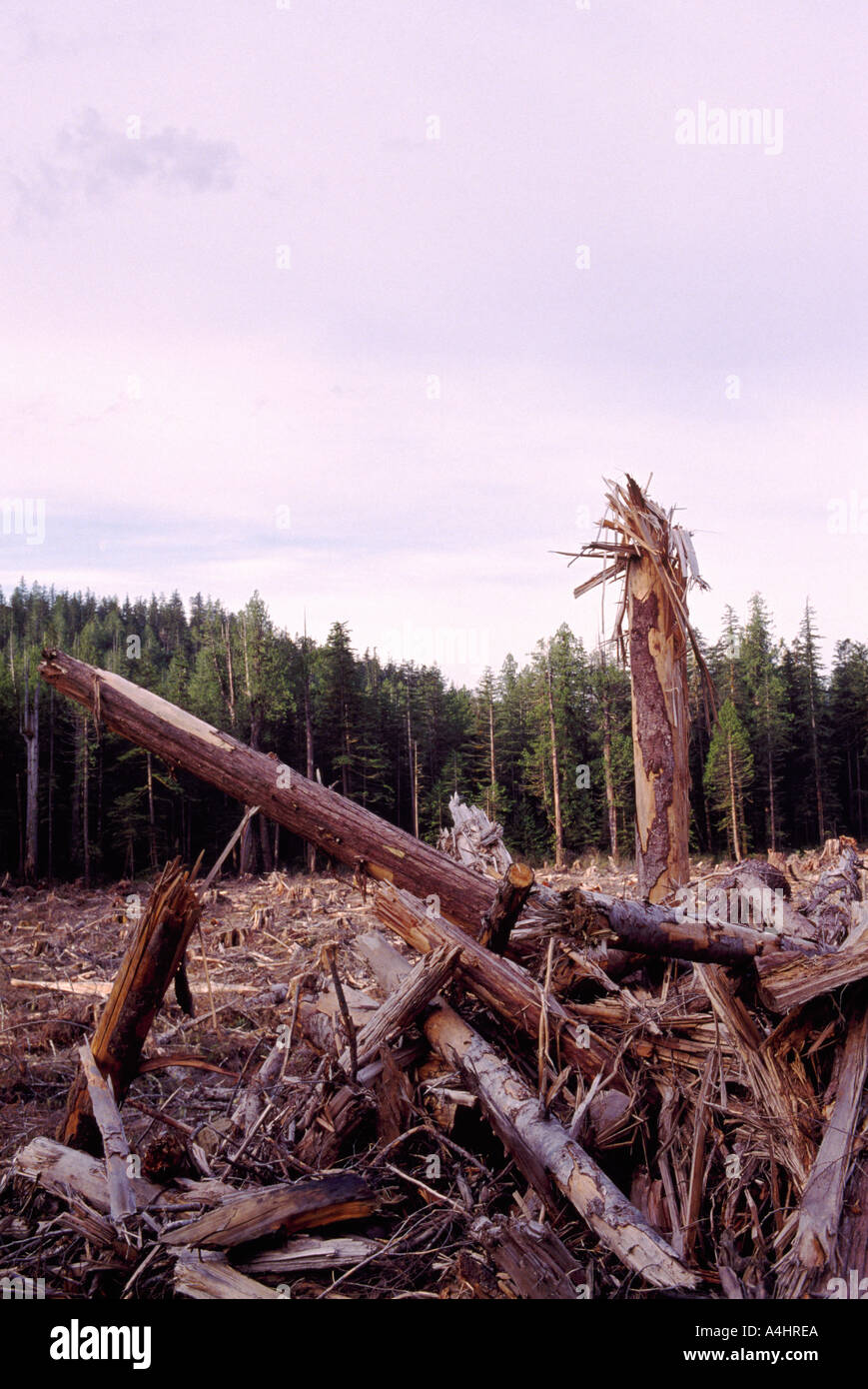 Active Logging of a Coniferous Forest in British Columbia Canada Stock ...