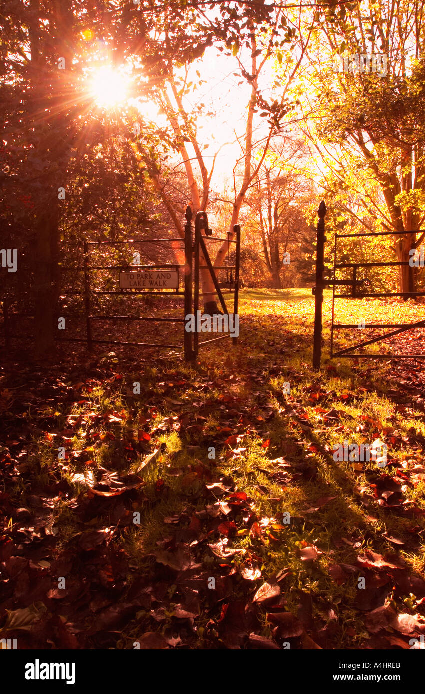 Open gate leading through to sunlit autumn trees Stock Photo - Alamy