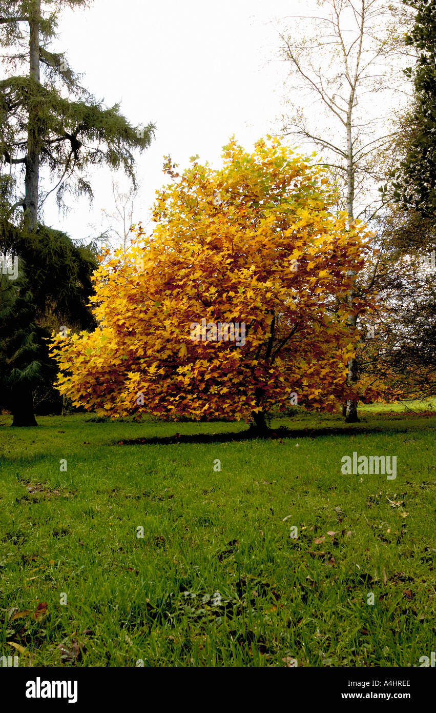 Golden autumn coloured tree in natural English British garden setting ...