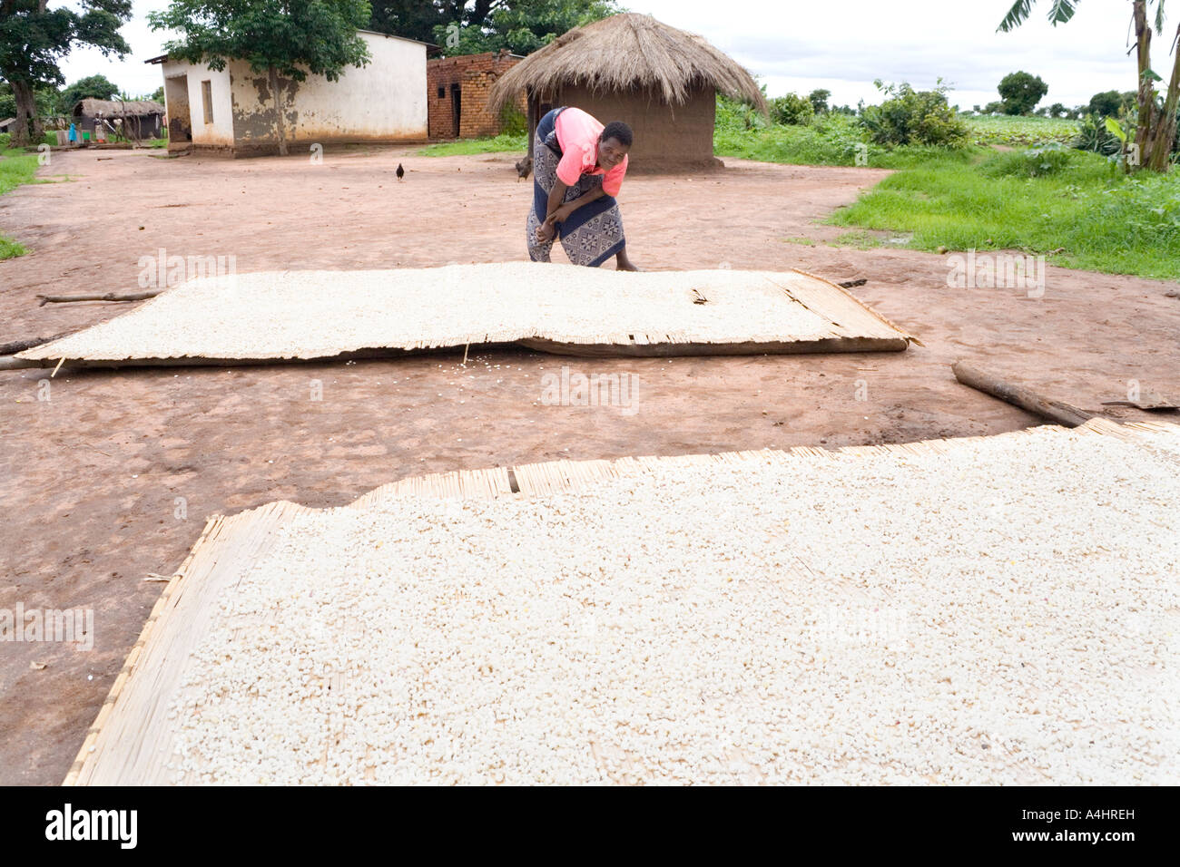 A woman drying maize in the village of Khoswe Malawi Africa Stock Photo ...