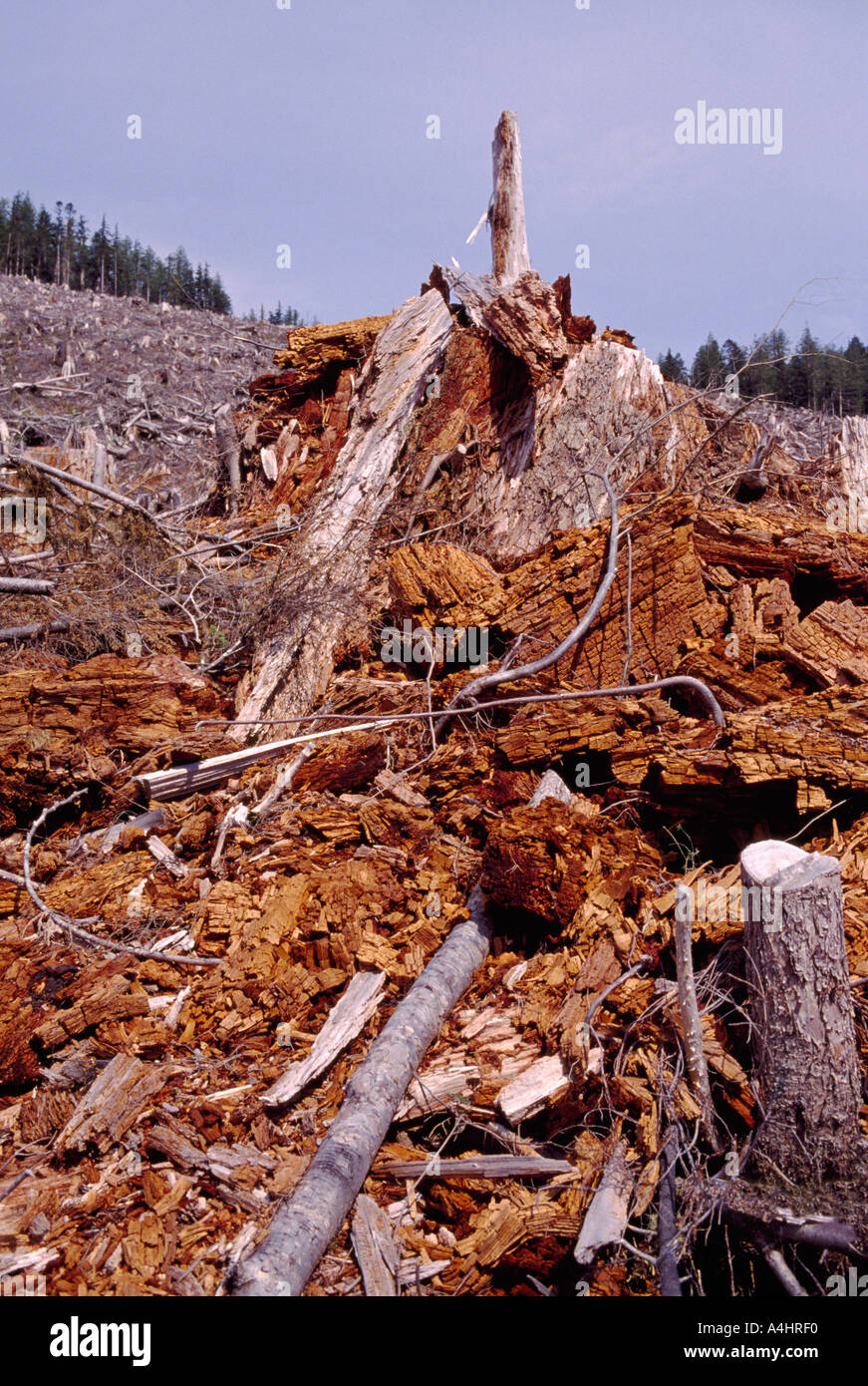 Active Logging of a Coniferous Forest in British Columbia Canada Stock ...