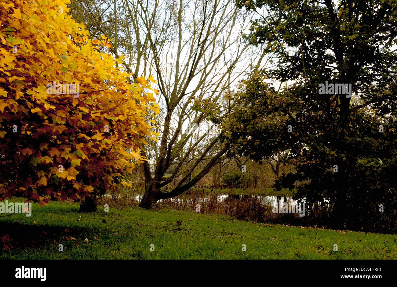 Golden autumn coloured tree in natural English British garden setting ...