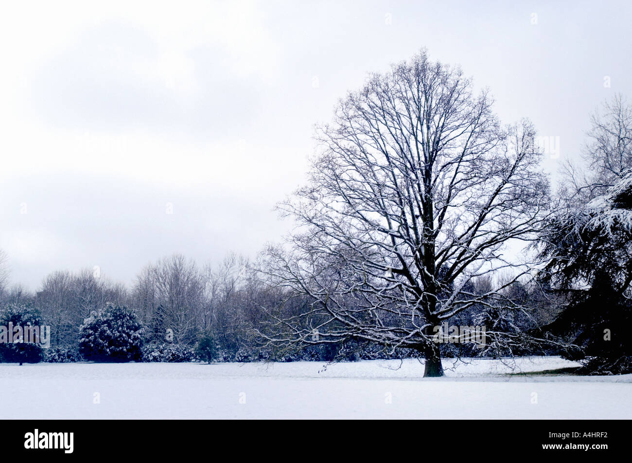 Bare tree in winter with snow on ground Stock Photo - Alamy