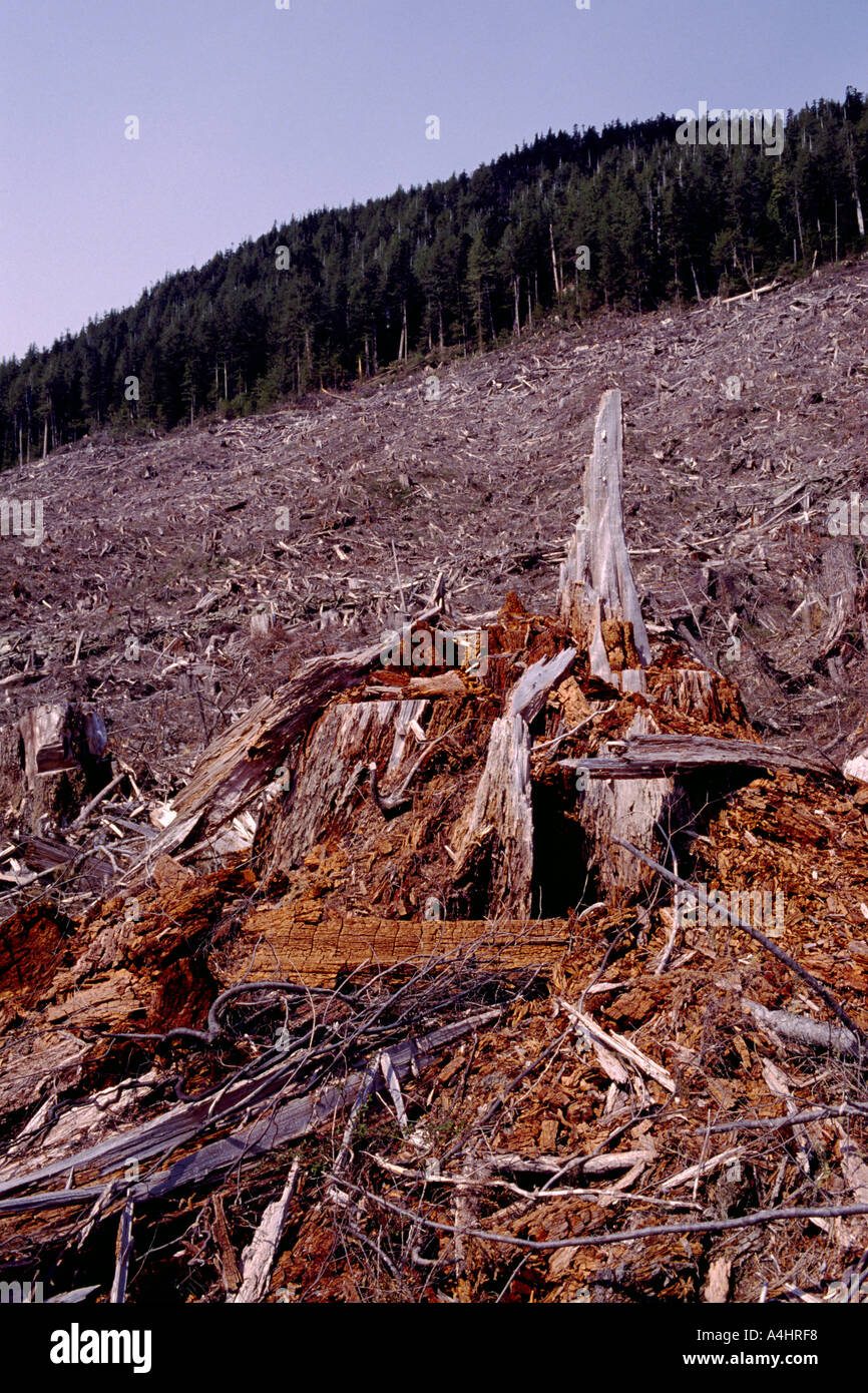 Active Logging of a Coniferous Forest in British Columbia Canada Stock ...