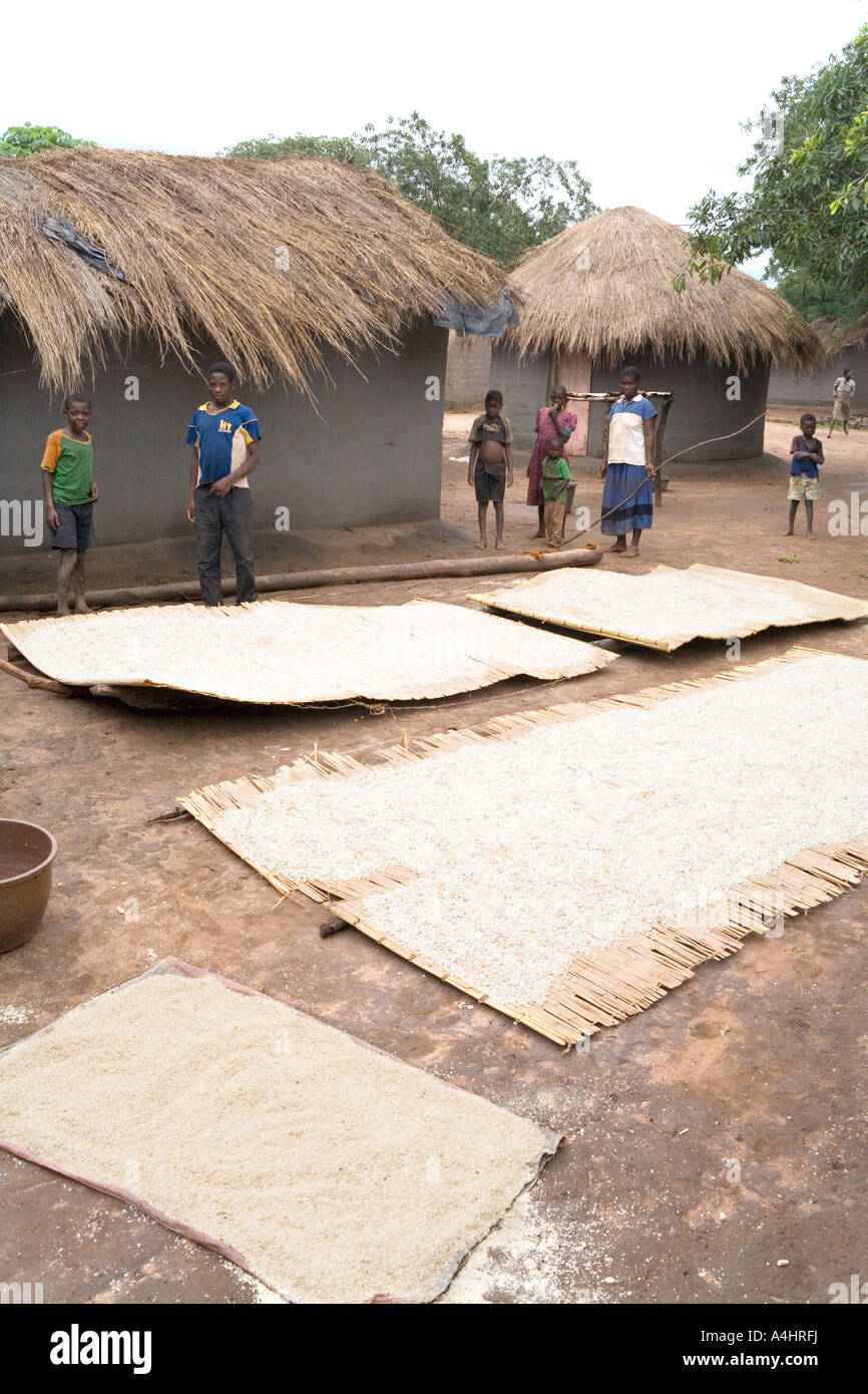 Drying maize in the village of Khoswe Malawi Africa Stock Photo - Alamy