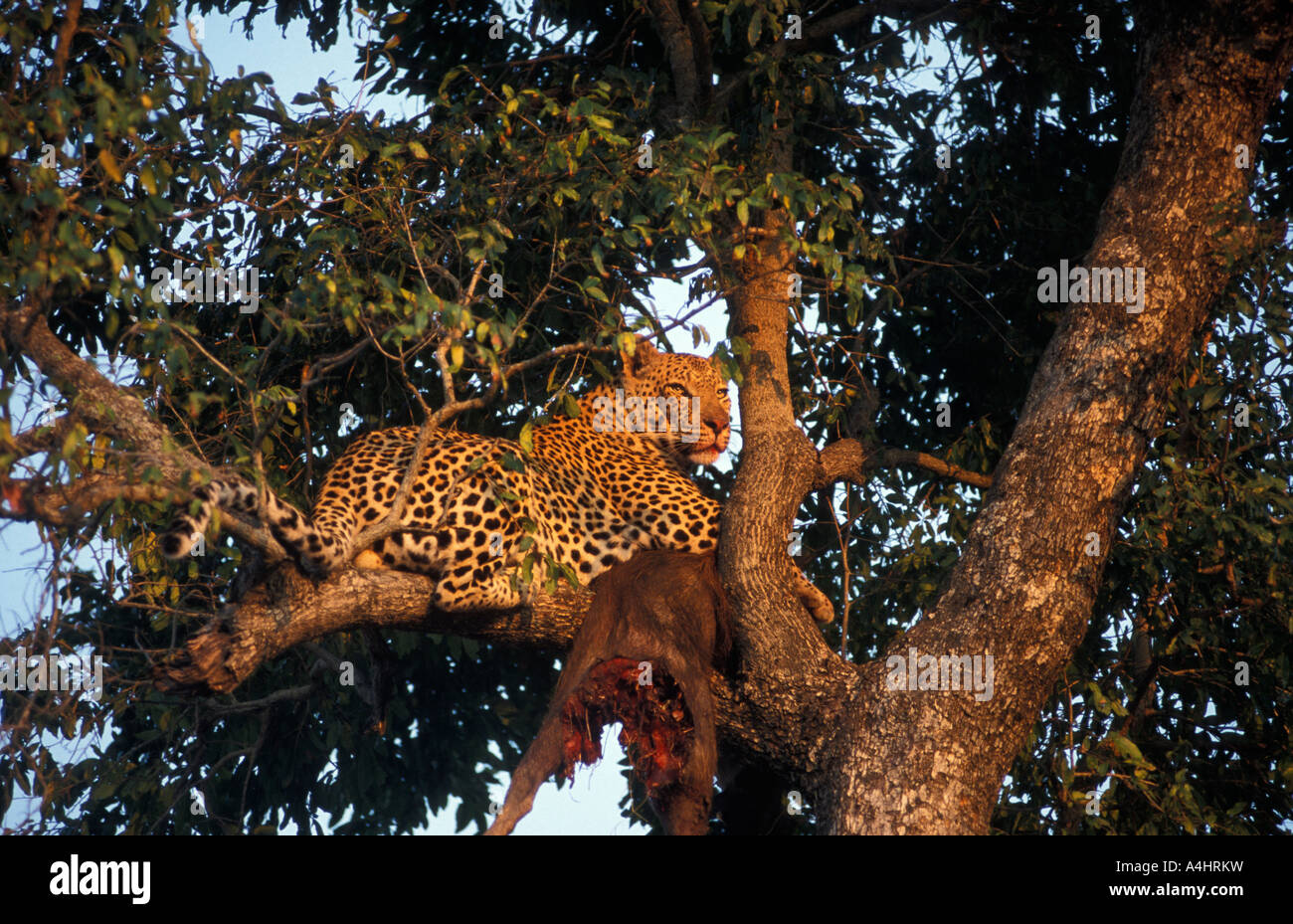 Leopard sitting with a kill in a tree Panthera pardus Kruger National ...