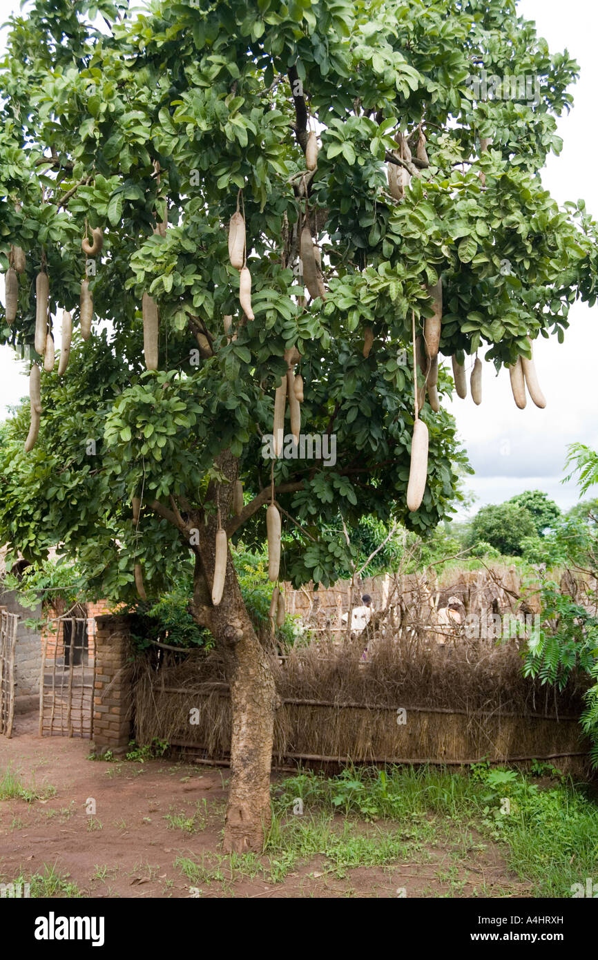 A sausage tree growing in the village of Mambala, Malawi, Africa Stock ...