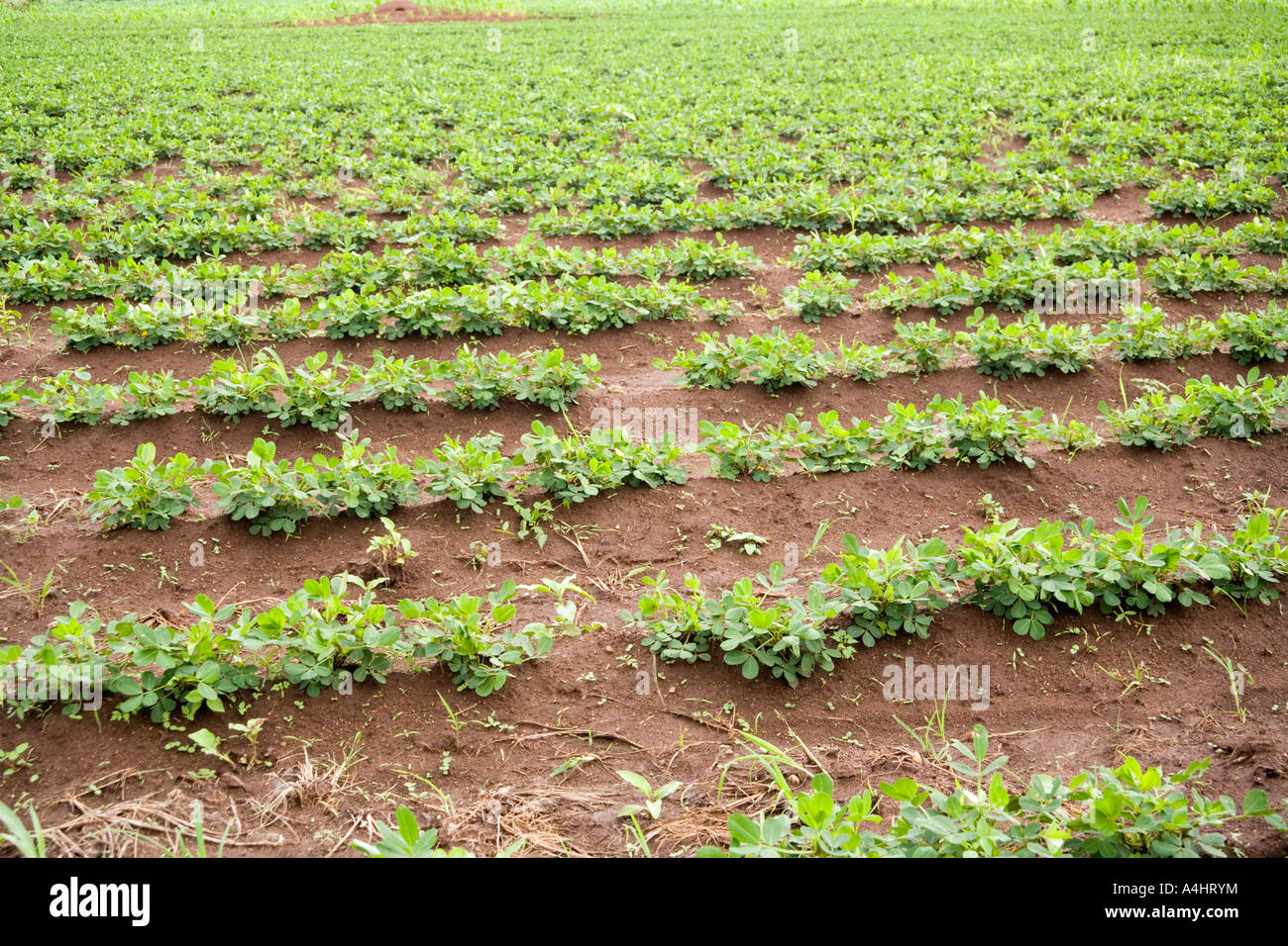 Ground nuts growing near the village of Mambala Malawi Africa Stock ...