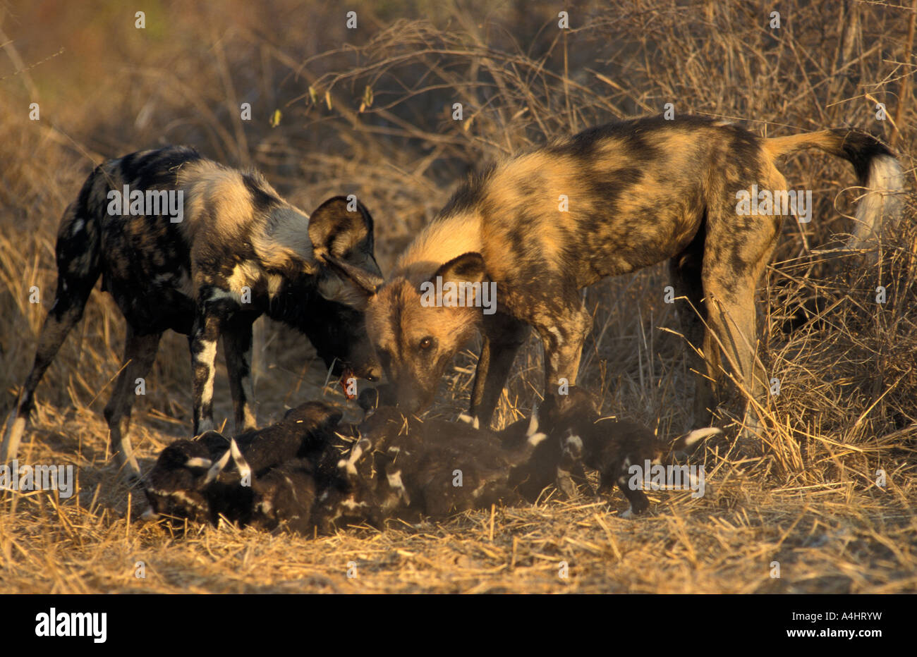 African wild dogs pups den hi-res stock photography and images - Alamy