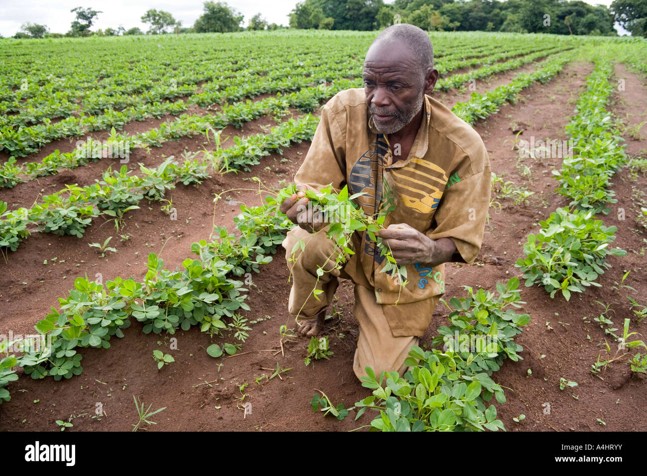 A farmer tending his crop of ground nuts in the wet rainy season ...