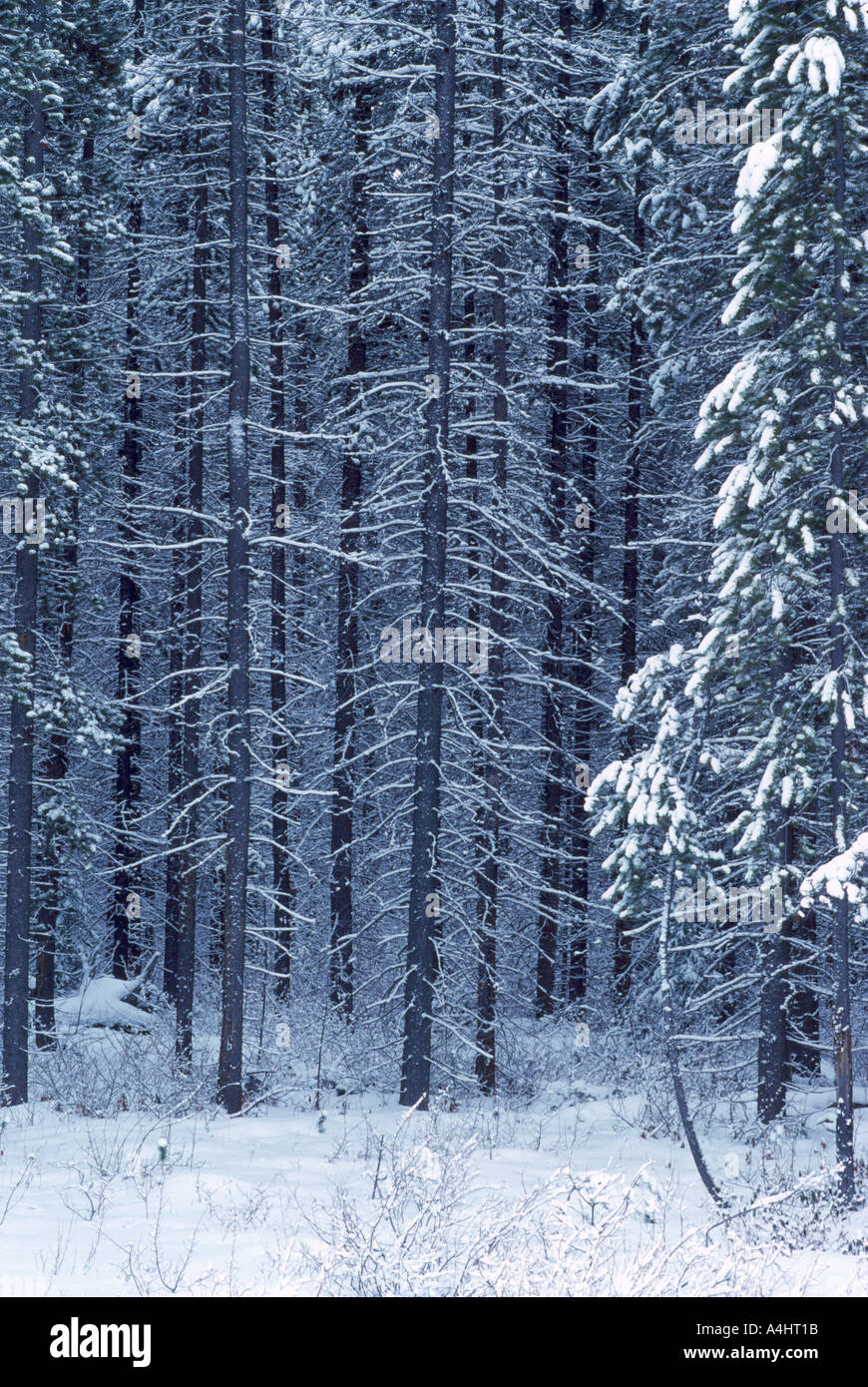 Coniferus forest hi-res stock photography and images - Alamy