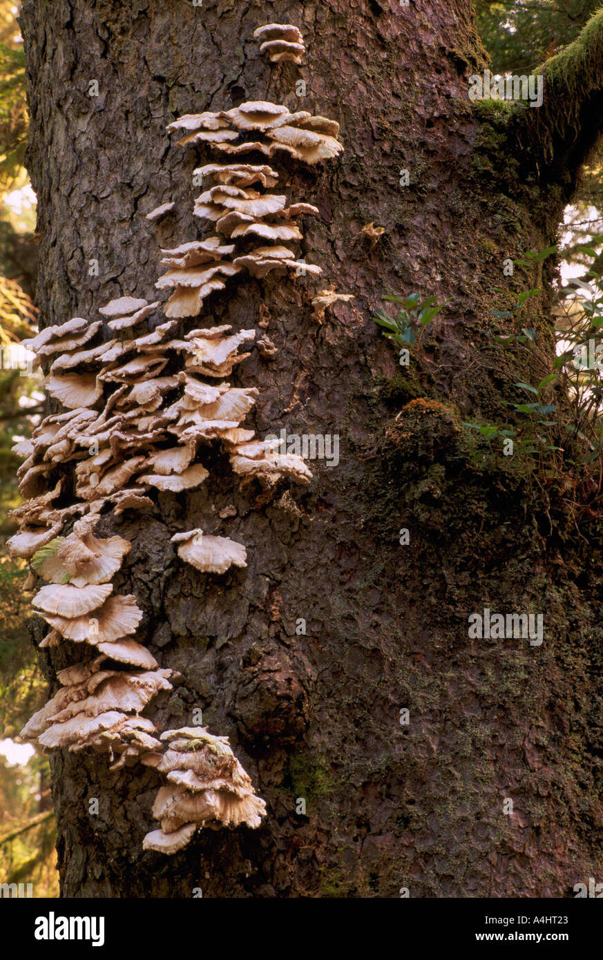Fungi on coniferous trees hi-res stock photography and images - Alamy