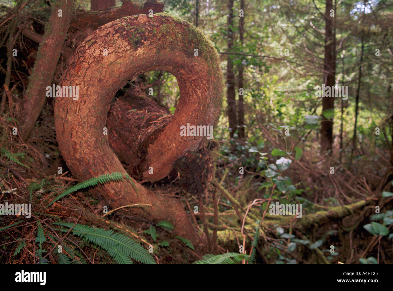 Quirk Of Nature High Resolution Stock Photography and Images - Alamy