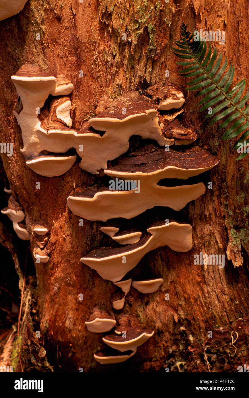 Shelf fungus british columbia hi-res stock photography and images - Alamy