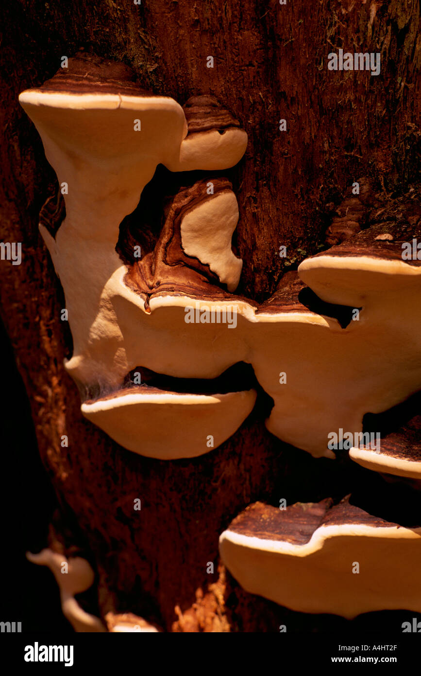Shelf fungus british columbia hi-res stock photography and images - Alamy