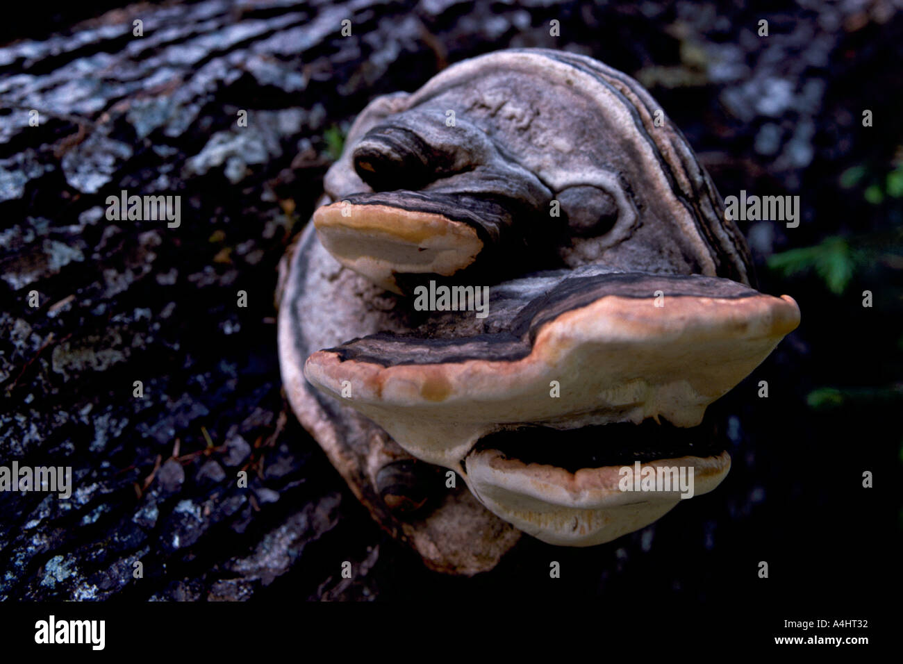 Shelf Fungus looking like a Face and growing on a Tree Trunk Stock ...