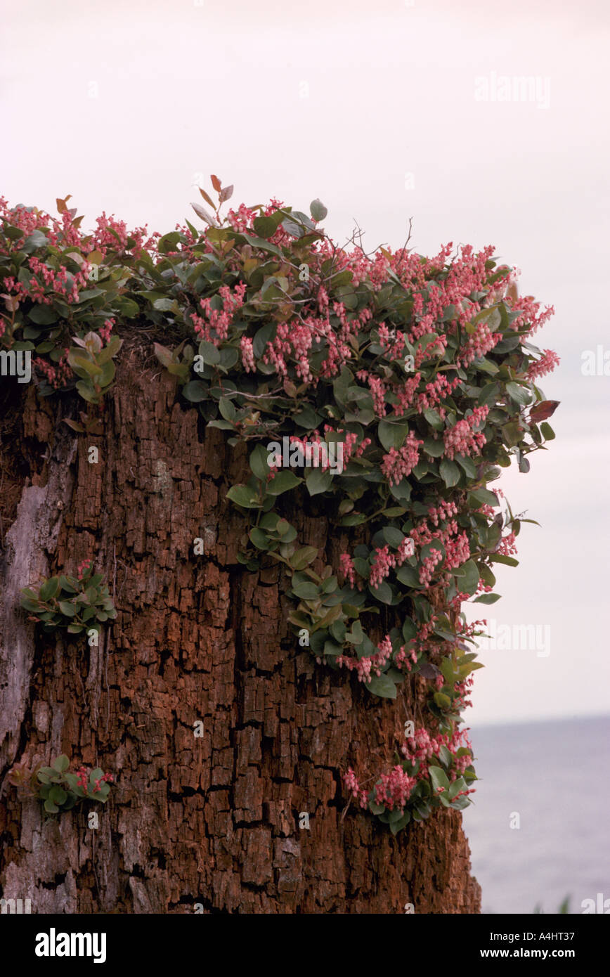 Salal (Gaultheria shallon) growing and blooming on a Decomposing Tree ...