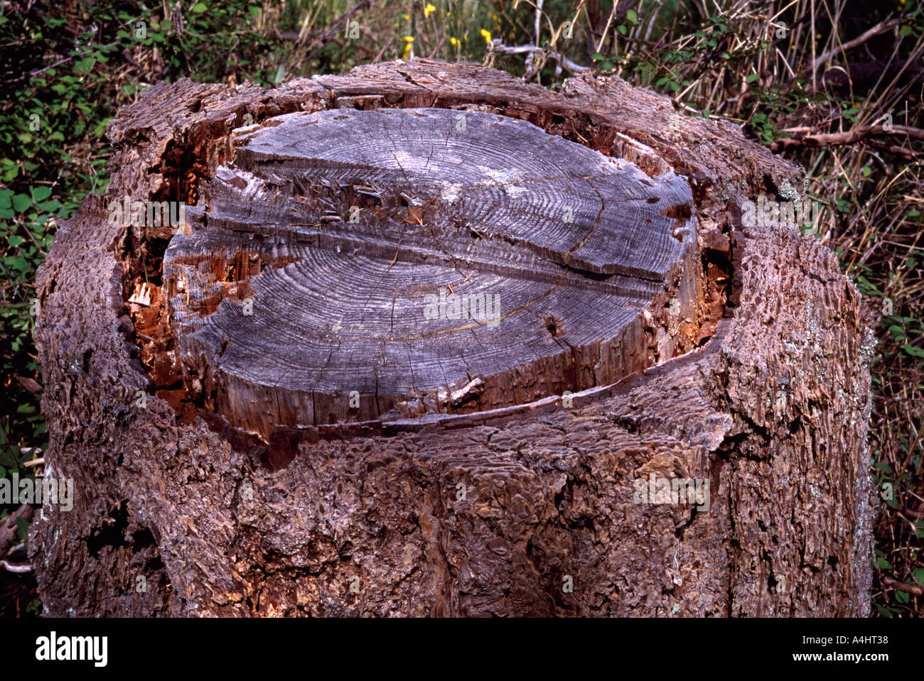 A Cross-section of a Decomposing Douglas Fir Tree in British Columbia ...