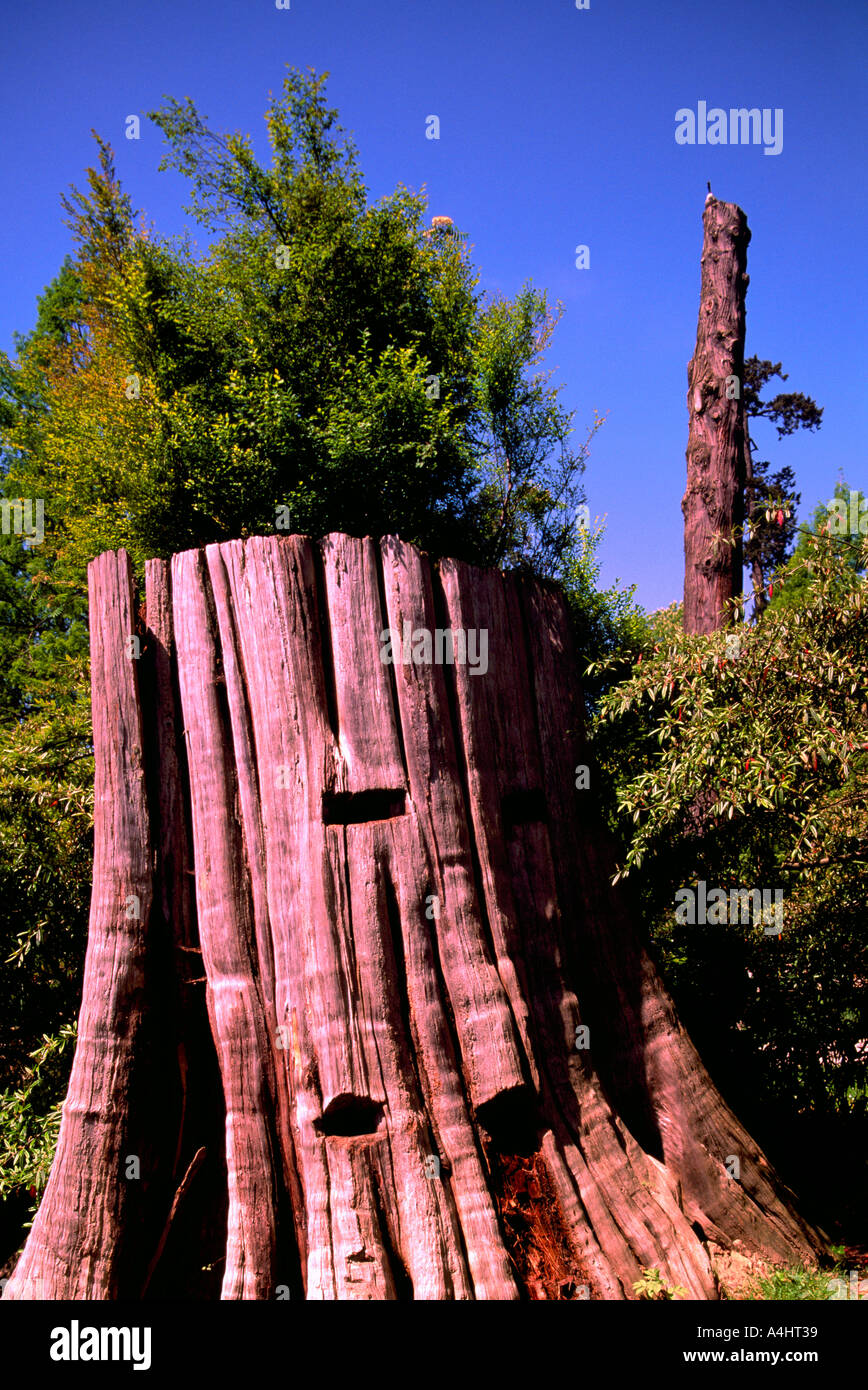 Logged old tree stump hi-res stock photography and images - Alamy