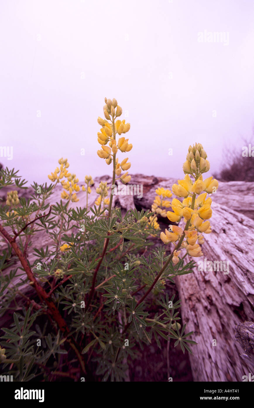 Yellow Bush Lupins High Resolution Stock Photography and Images - Alamy
