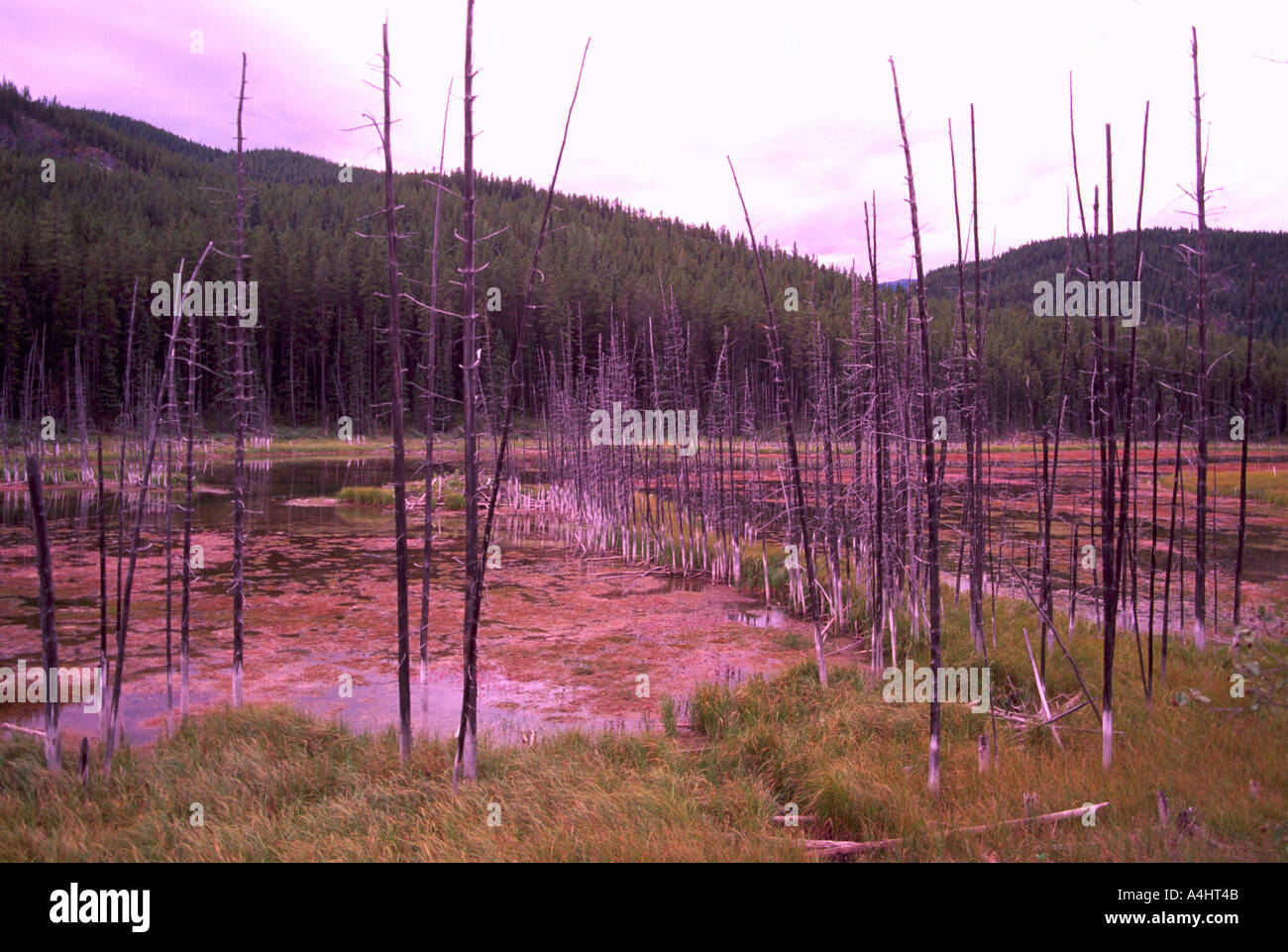 Waterlogged marshes hi-res stock photography and images - Alamy