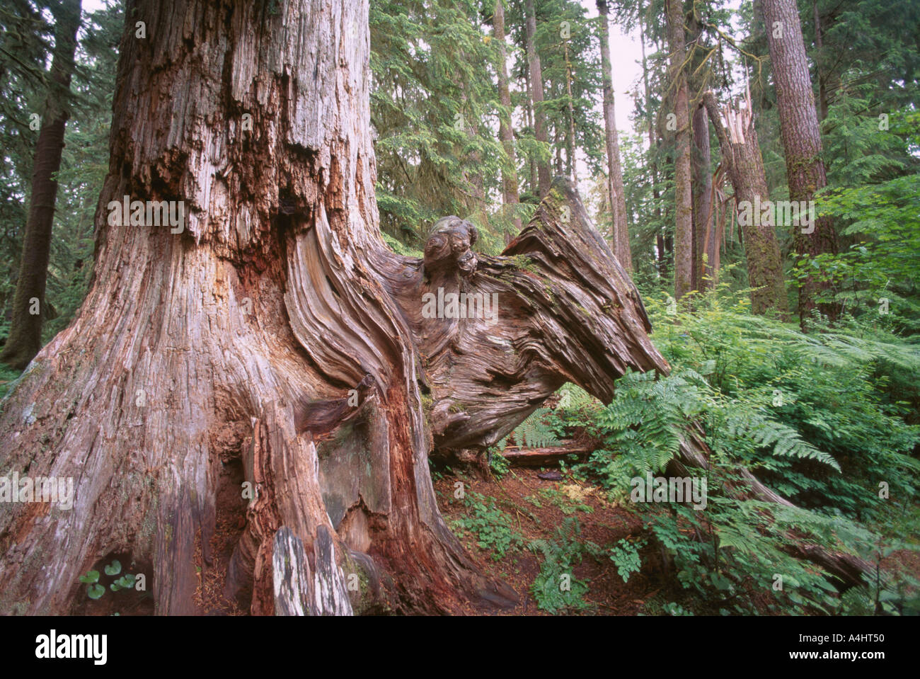 Fern on a dead tree trunk hi-res stock photography and images - Alamy