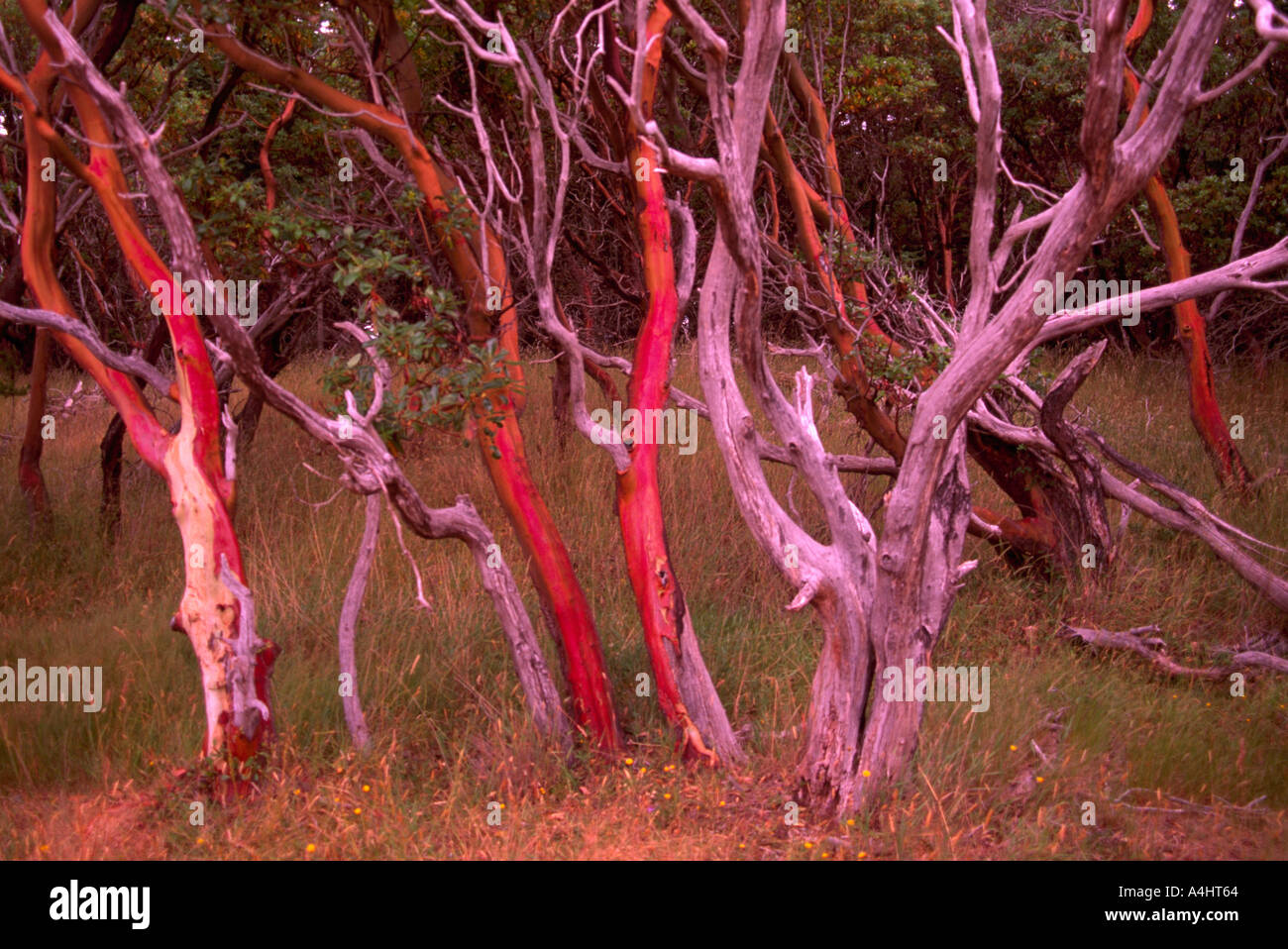 Arbutus (Arbutus menziesii) Trees growing on Hornby Island in British ...