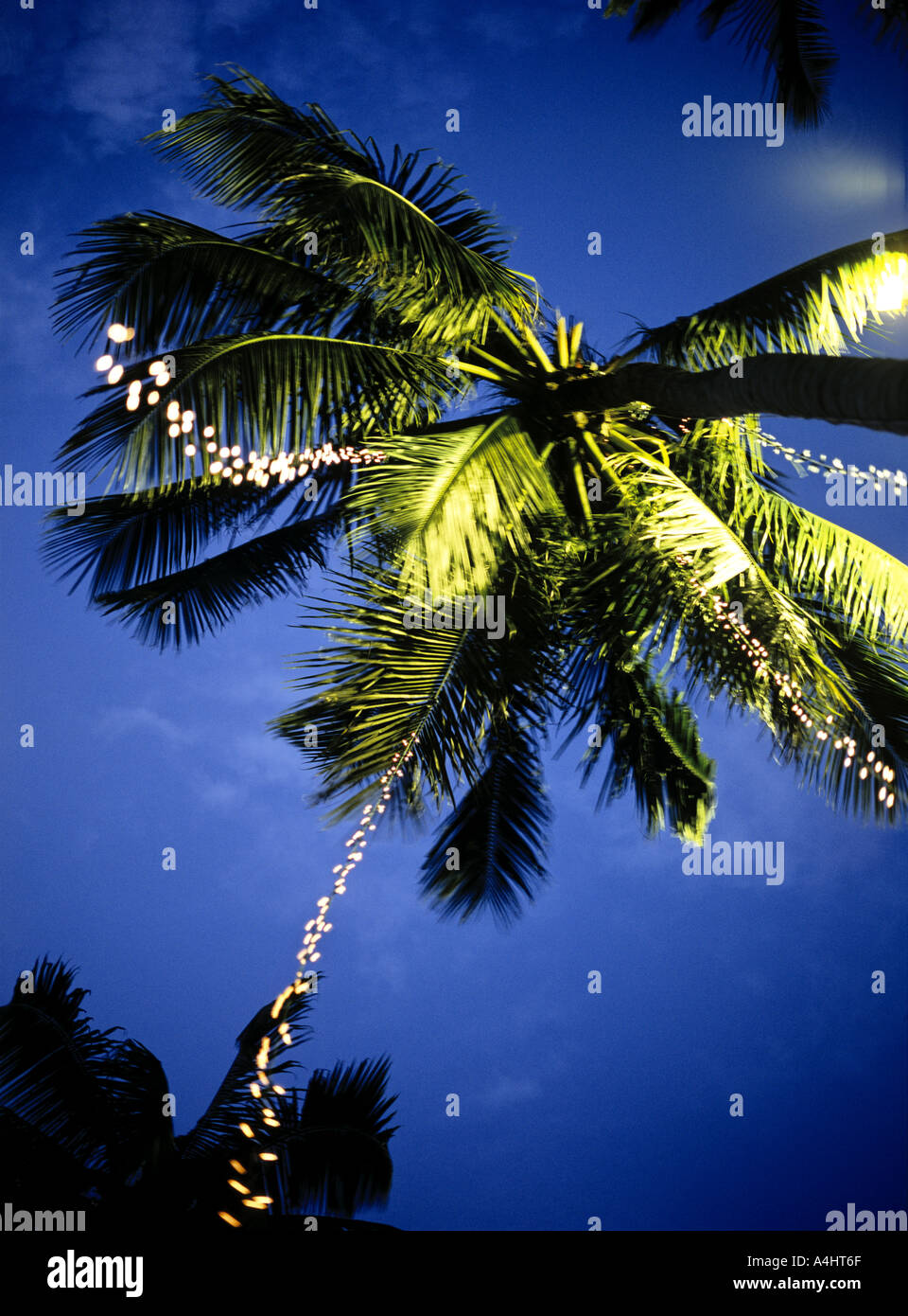 Palm tree with lights at night Stock Photo - Alamy