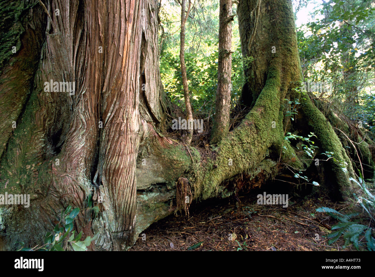 Old growth cedar tree tofino bc canada High Resolution Stock ...