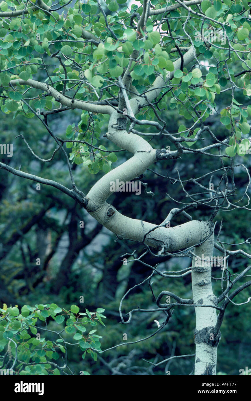 A Deformed Trembling Aspen (Populus tremuloides) Tree Trunk in British ...