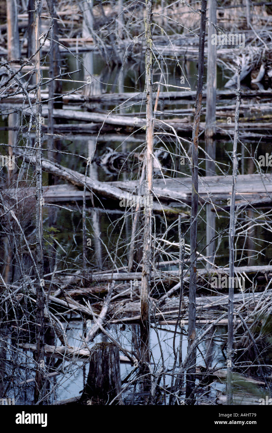 Water logged trees hi-res stock photography and images - Alamy