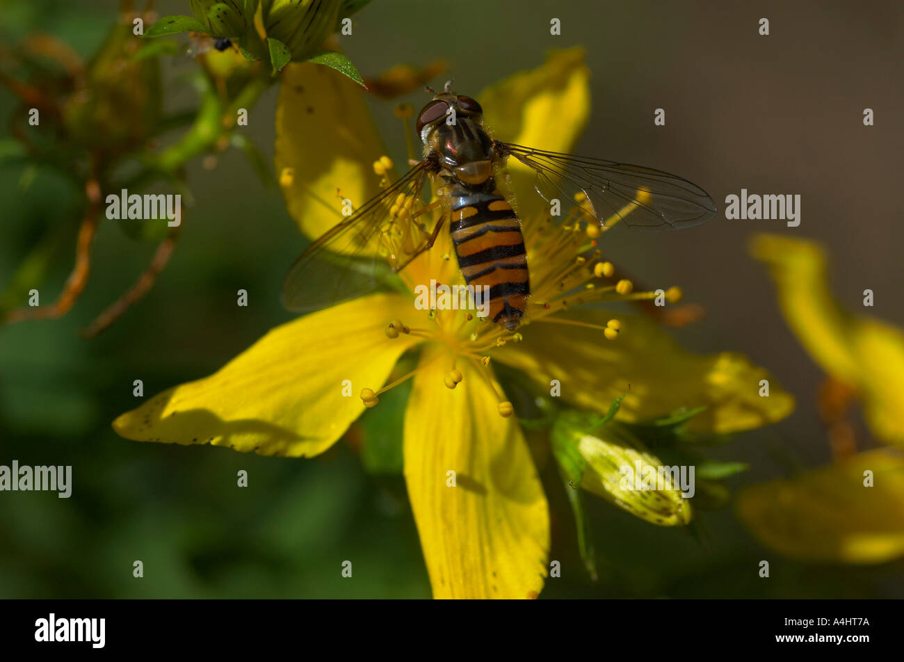 Wasp like hover fly hi-res stock photography and images - Alamy