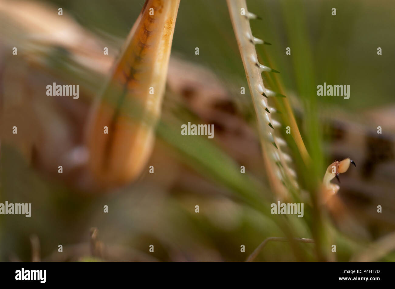 Insect exoskeleton detail of locust leg Stock Photo - Alamy