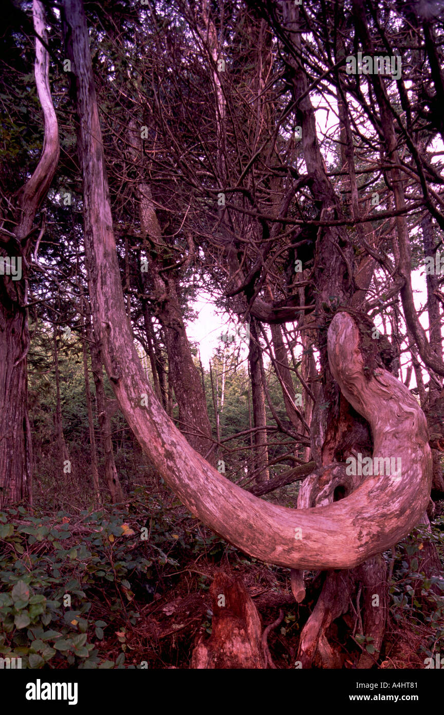 Abnormal tree growth hi-res stock photography and images - Alamy