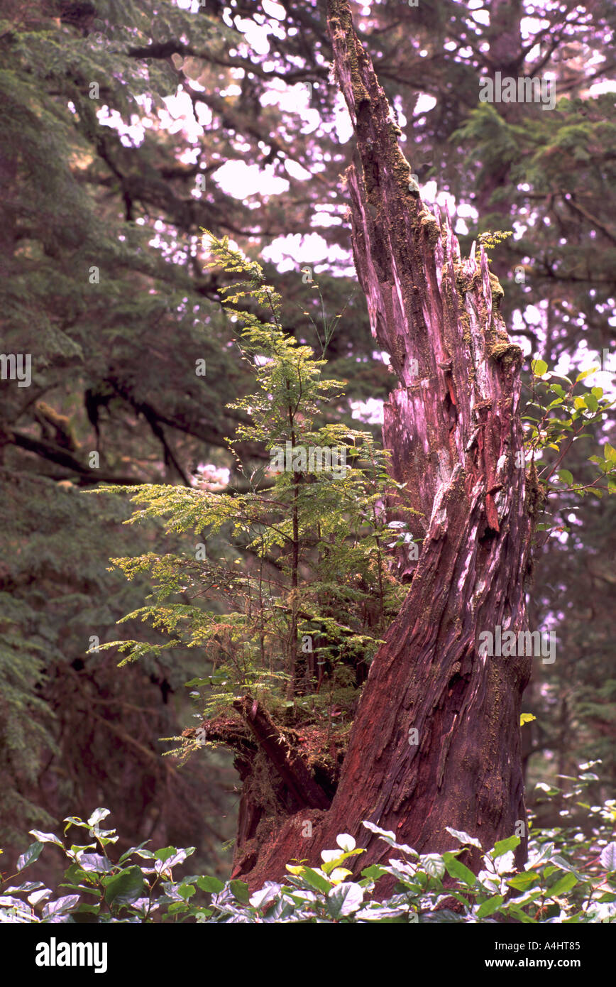 A Coniferous Nursing Tree growing out of a Decomposed Tree Stump on ...
