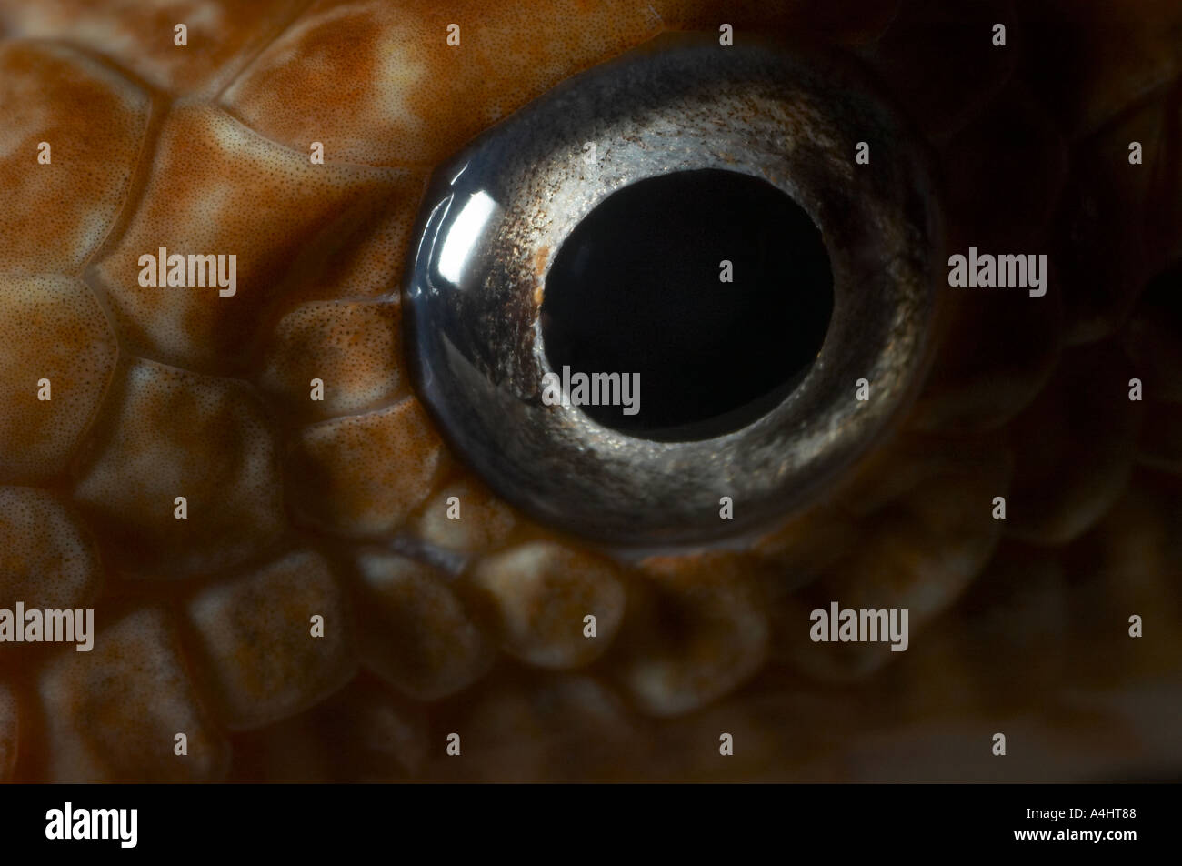 Close up of snake eye Stock Photo - Alamy